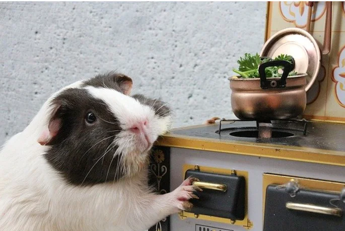 Dehydrating Food in Convection Ovens: Can It Be Done Safely?